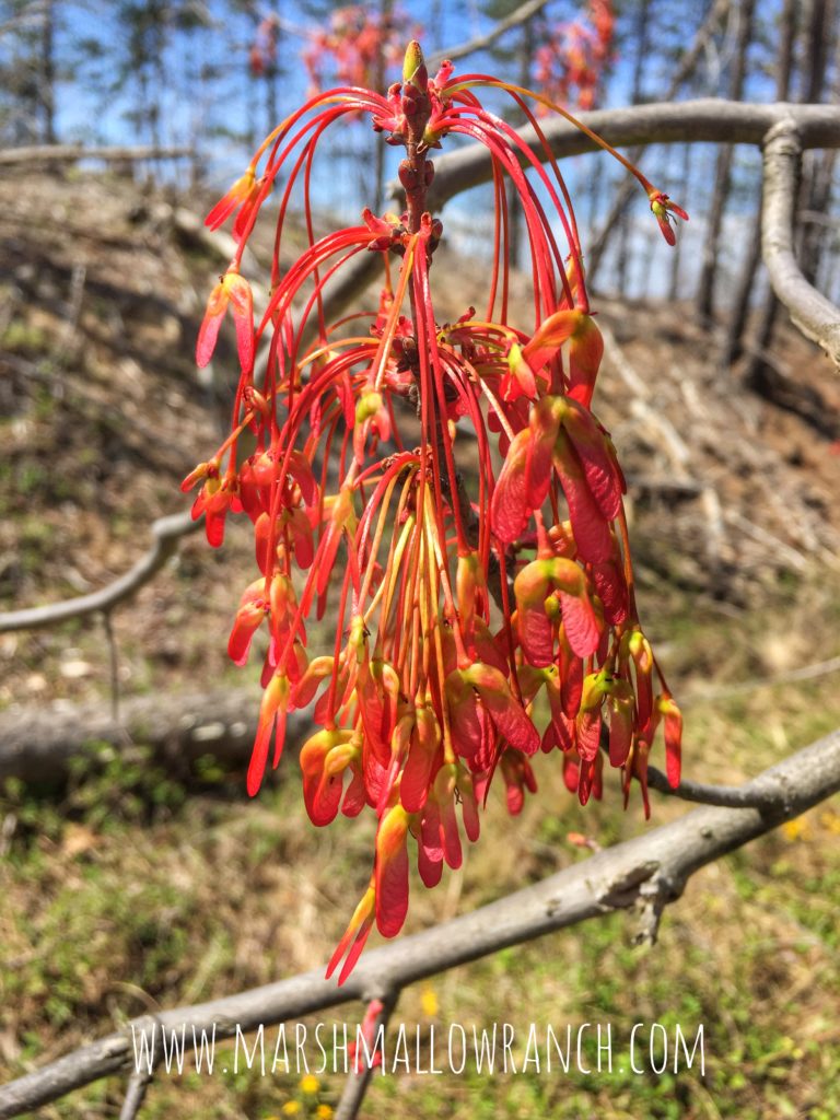 Fun on the Farm - Marshmallow Ranch
