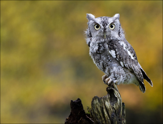 The Eastern Screech Owl - Marshmallow Ranch