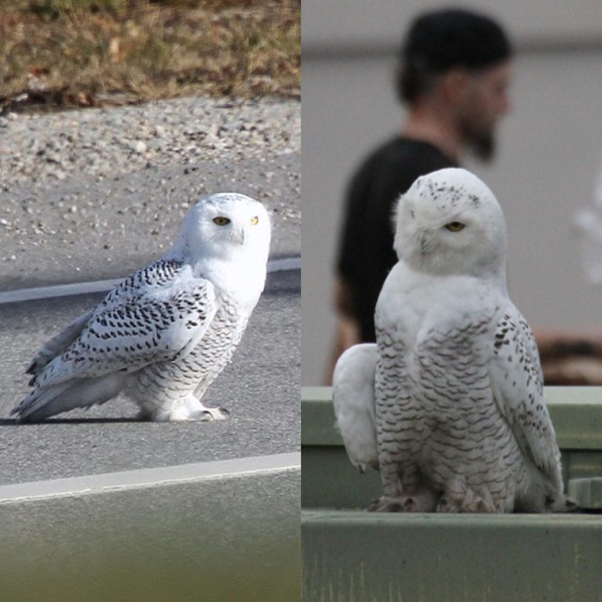 UPDATE: Snowy Owl Rescued - Marshmallow Ranch