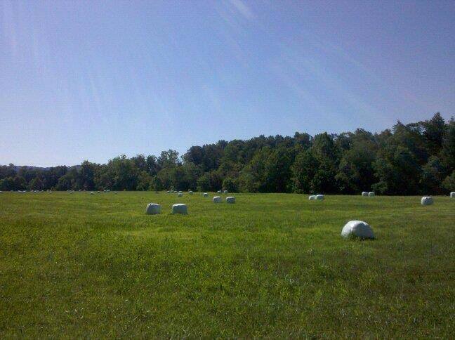 Marshmallows - Marshmallow Ranch