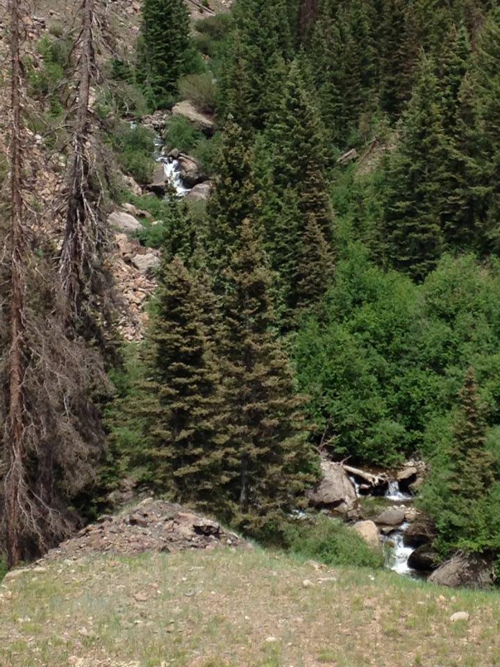 colorado blue spruce - Marshmallow Ranch