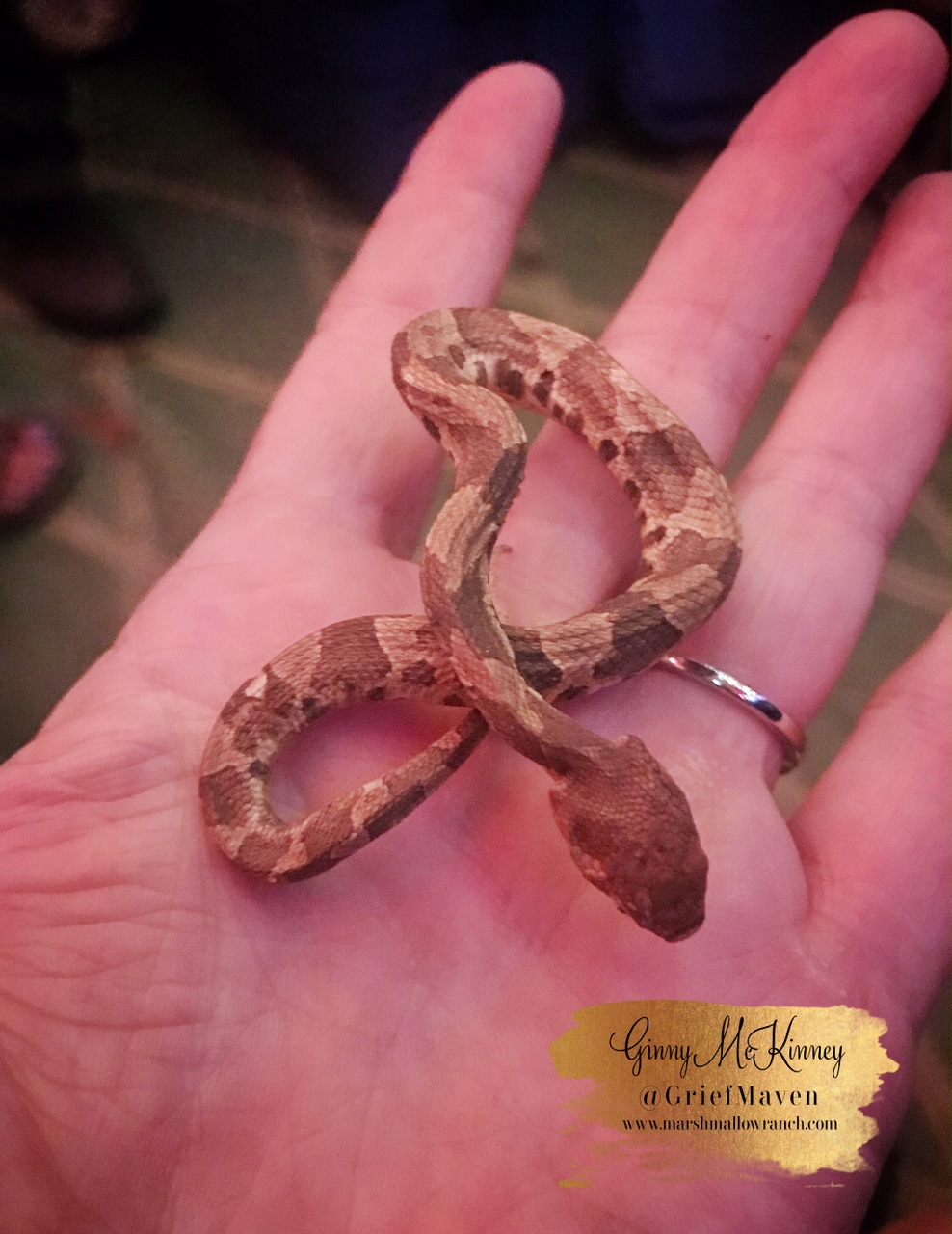 Fun at Girl Camp - Marshmallow Ranch