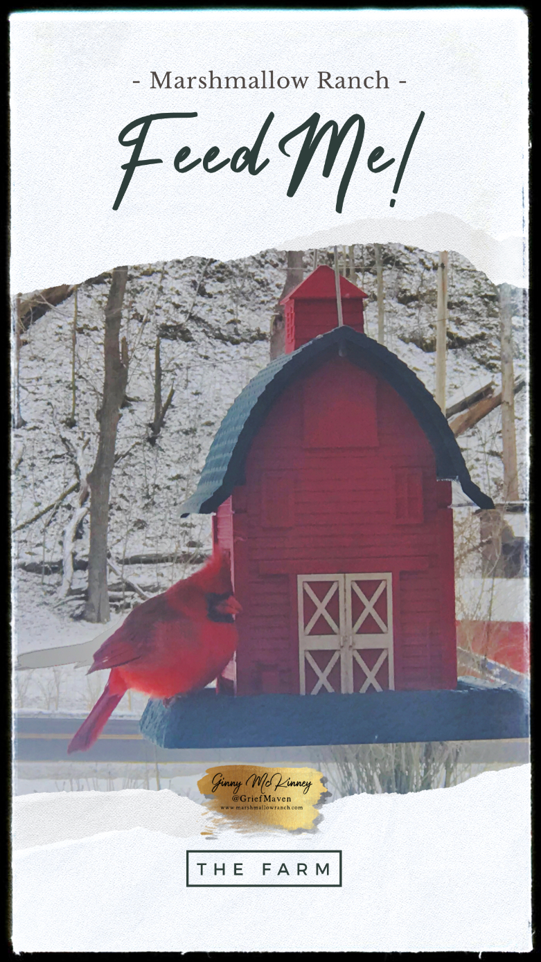 Feed Me! - Marshmallow Ranch