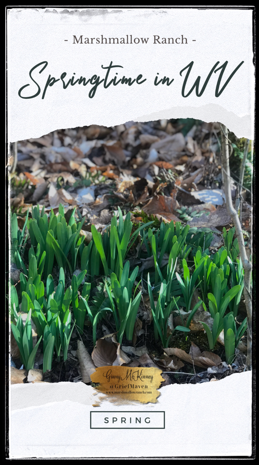 Springtime in WV - Marshmallow Ranch