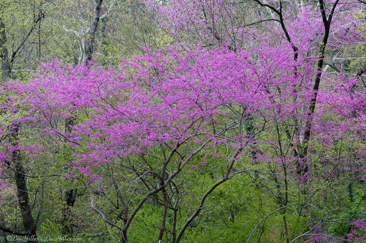 The Beloved Eastern Redbud - Marshmallow Ranch