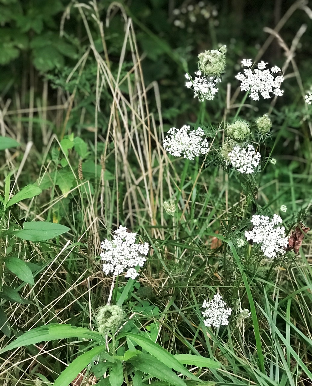 Day 157: A Funny Thing Happened on the Way... - Marshmallow Ranch