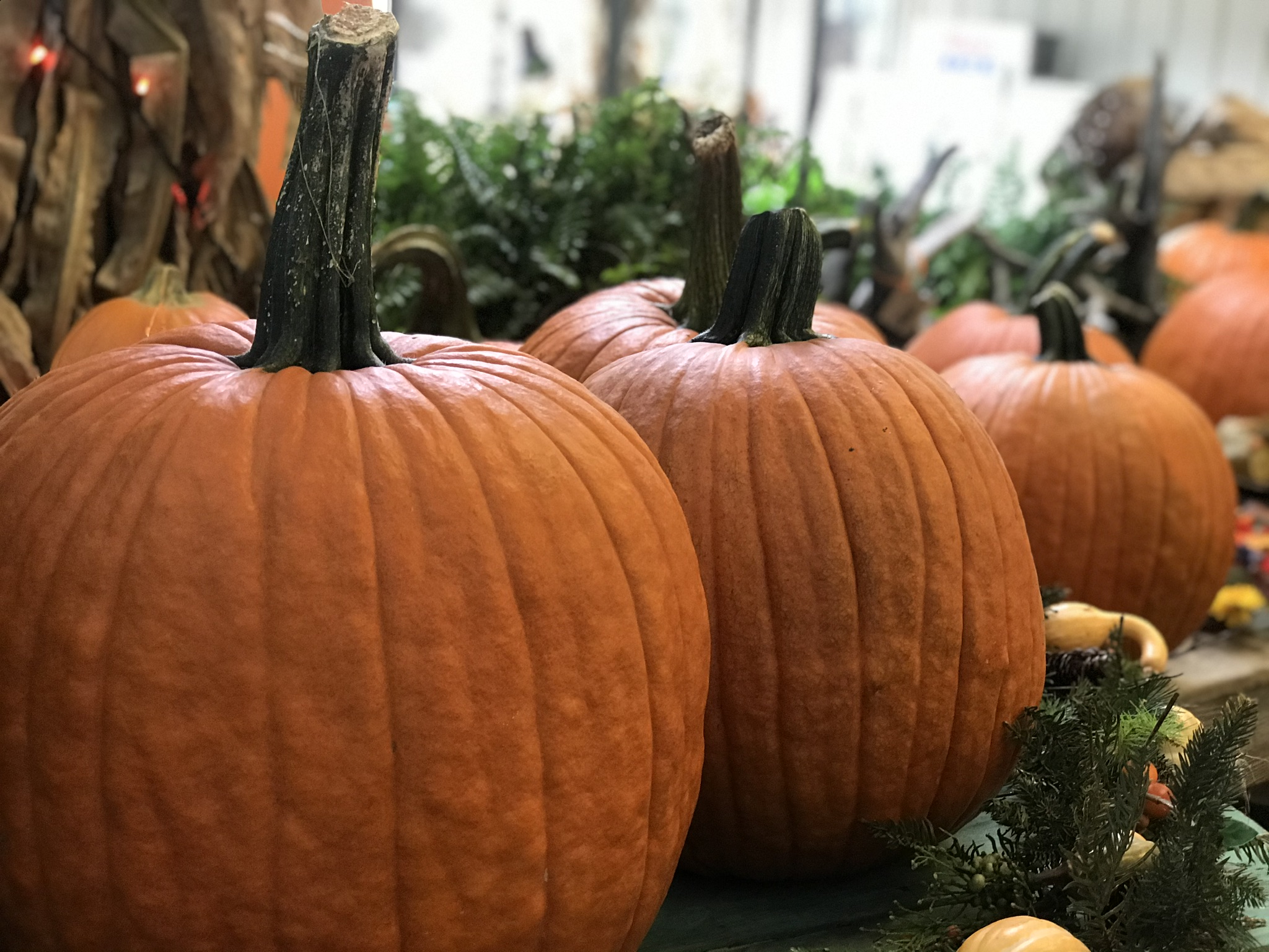 Day 213: Rain, Rain, Go Away! - Marshmallow Ranch