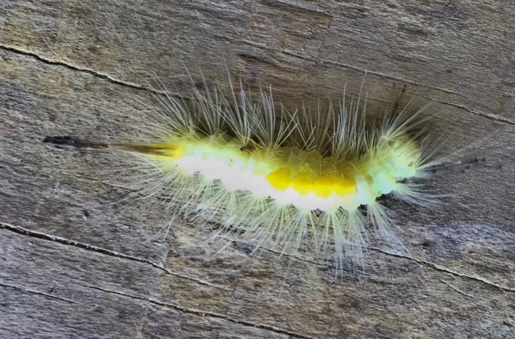 My Farm Fix - Marshmallow Ranch