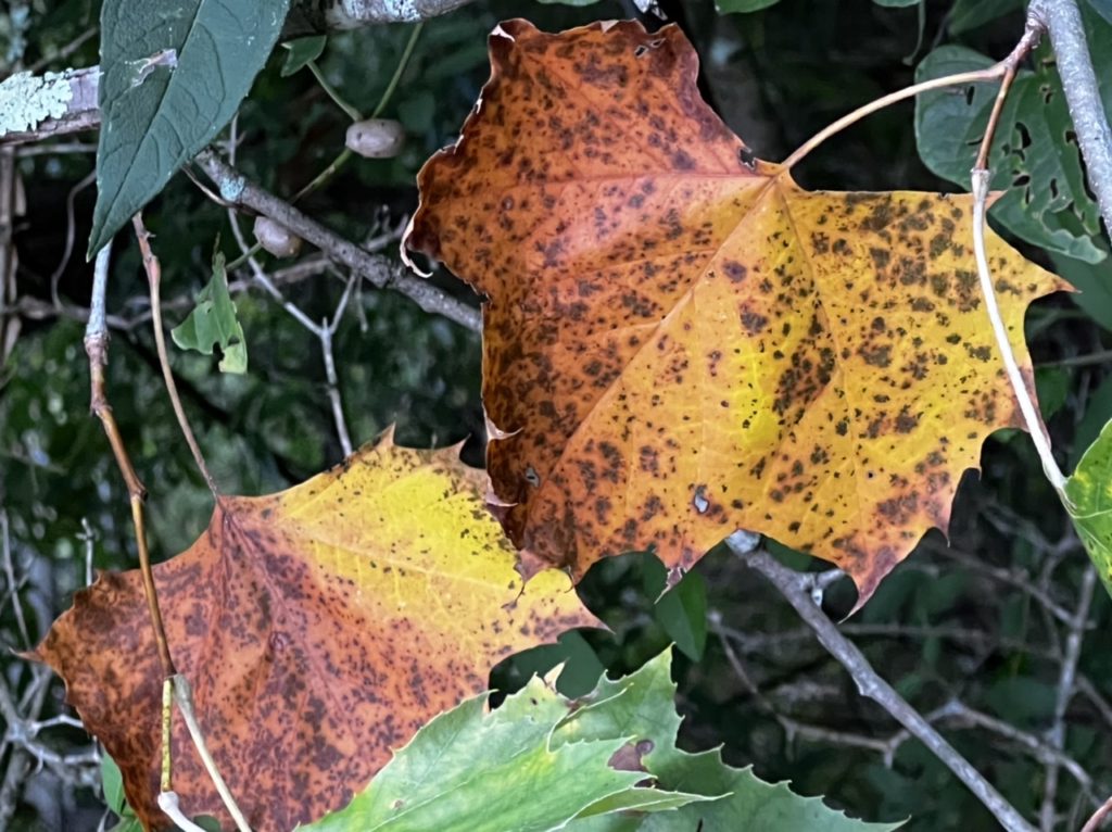 The ‘ber Months Are Here! - Marshmallow Ranch