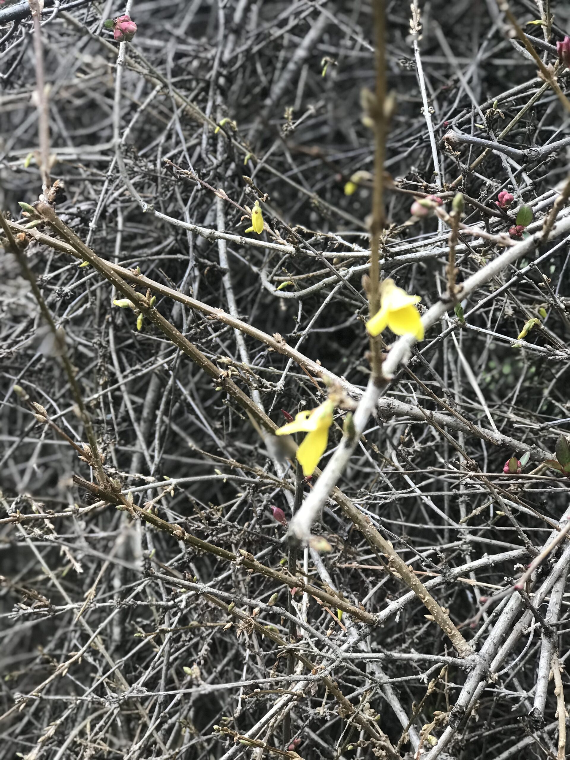 A Big Shift is Coming - Marshmallow Ranch