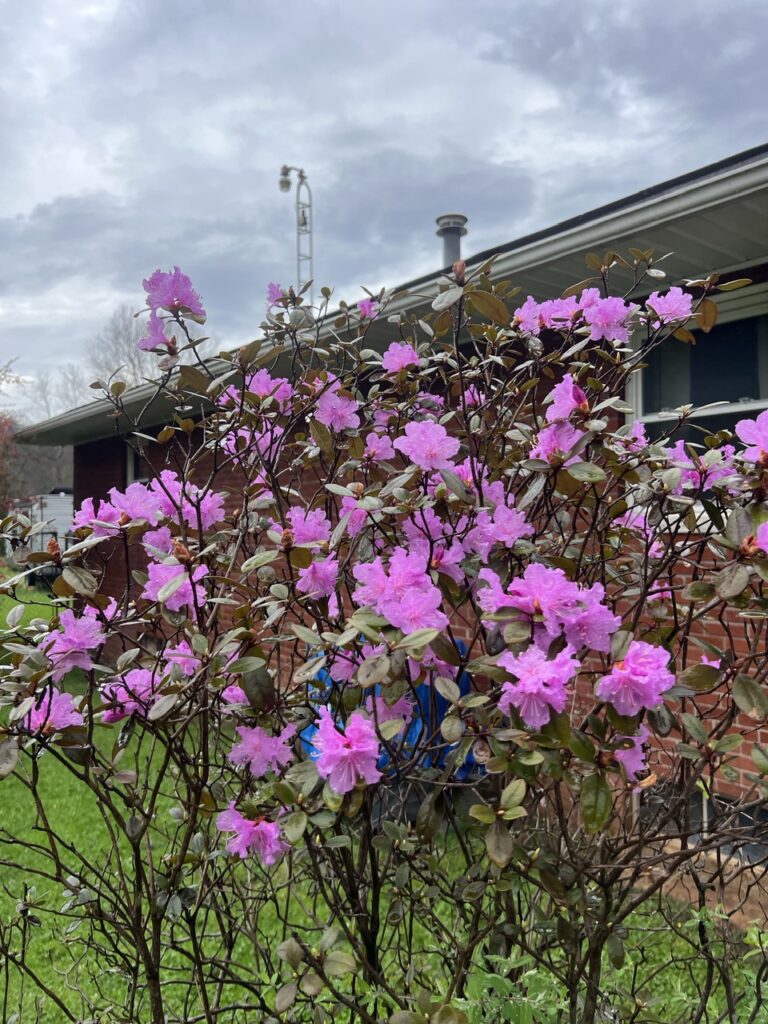 Crazy Weather!!! - Marshmallow Ranch